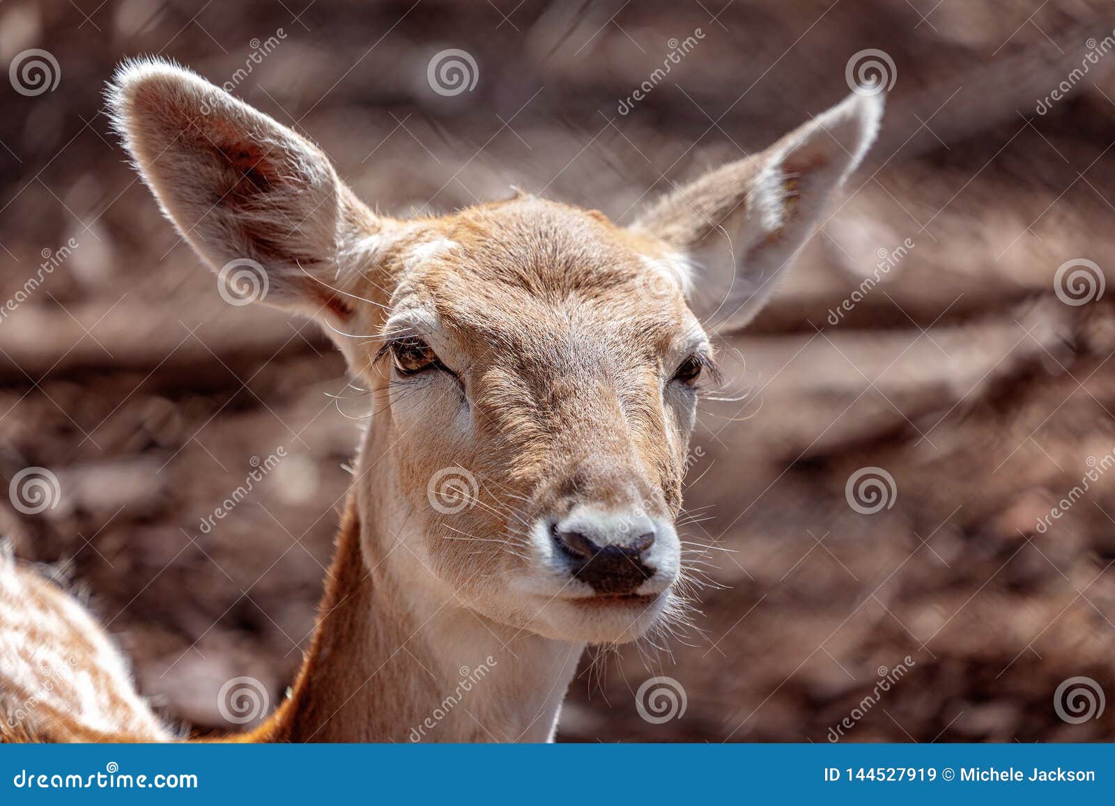 A Young Doe Deer in Close-up Stock Image - Image of isolated, hoofed ...