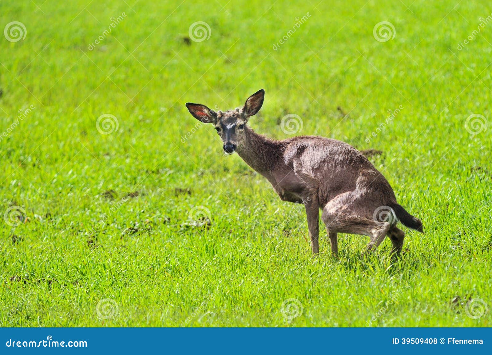 A Young Doe in a Field Urinating Stock Photo - Image of looking ...