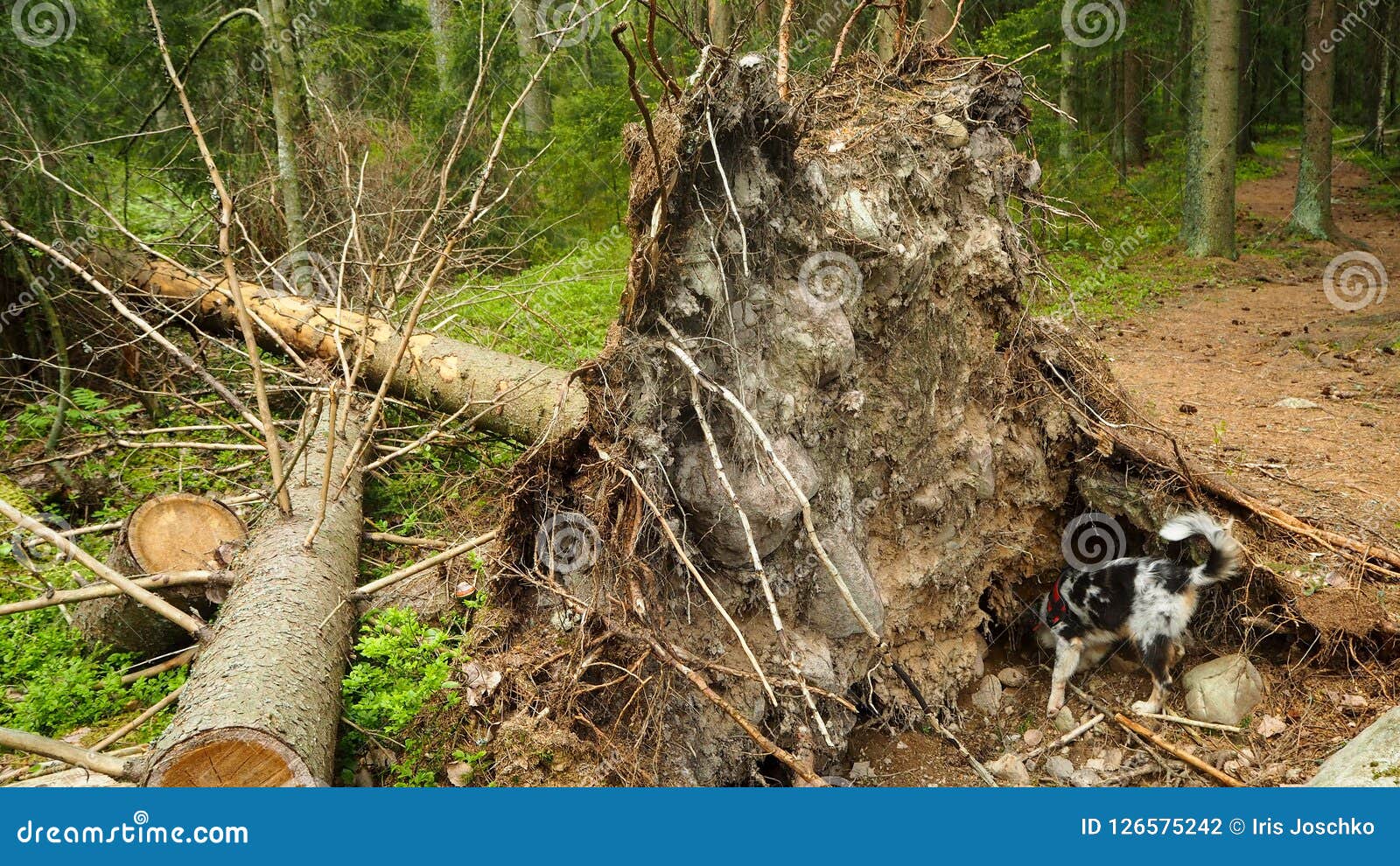 Small Dog Digging at Big Fallen Tree Stock Photo - Image of nature ...
