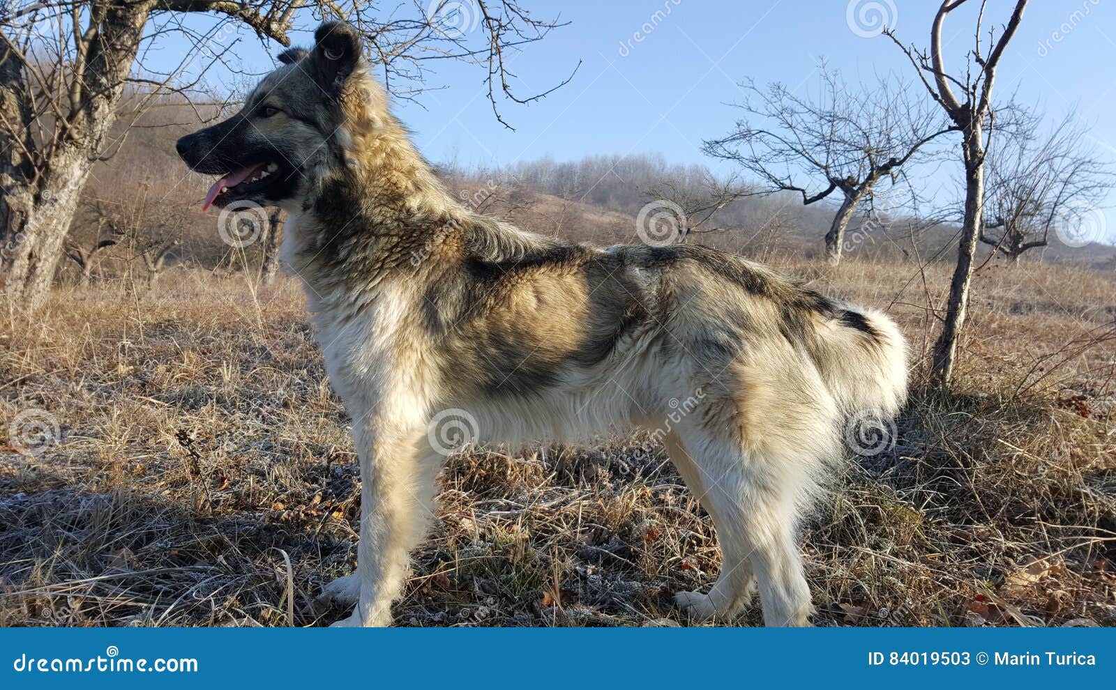 Young dog looking a far stock image. Image of closeup - 84019503