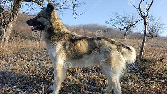 Young dog looking a far stock image. Image of closeup - 84019503
