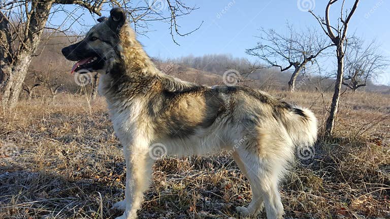 Young dog looking a far stock image. Image of closeup - 84019503