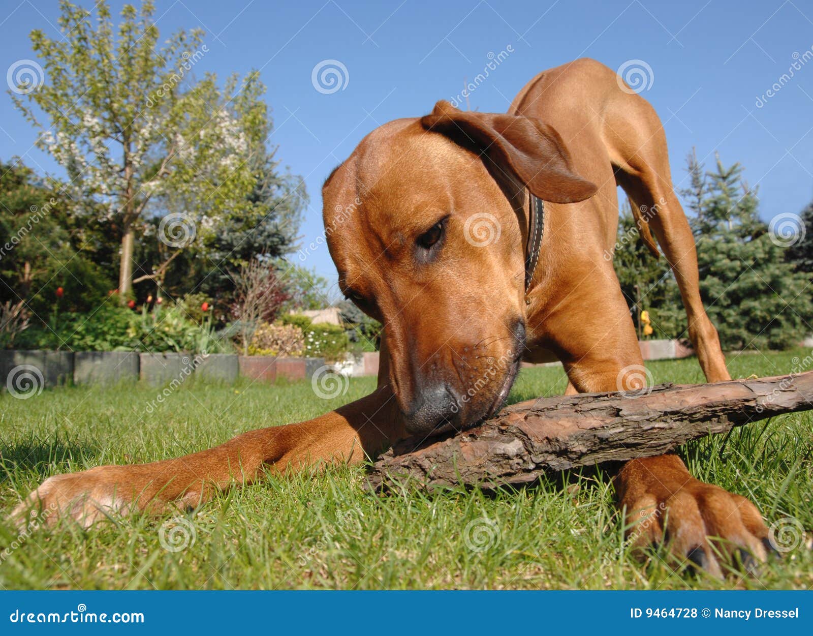 Young dog playing stock photo. Image of active, happy - 9464728