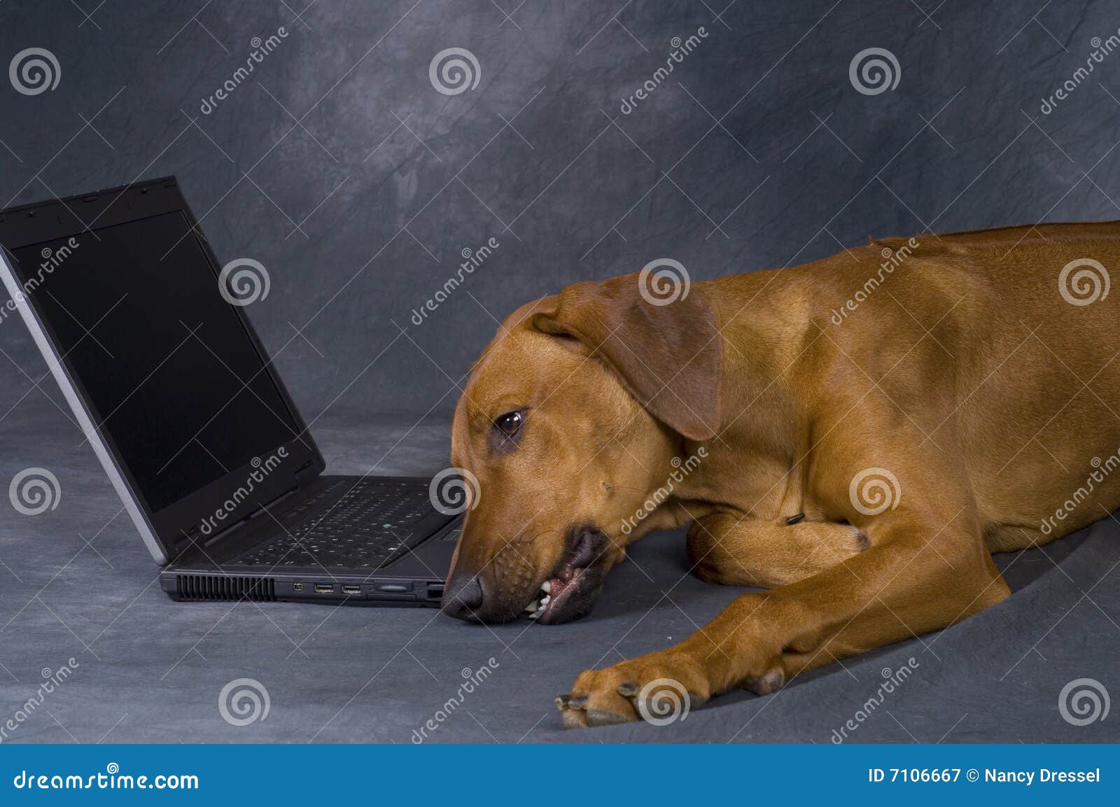 Young Dog Playing Bored with Computer Stock Image - Image of cube ...