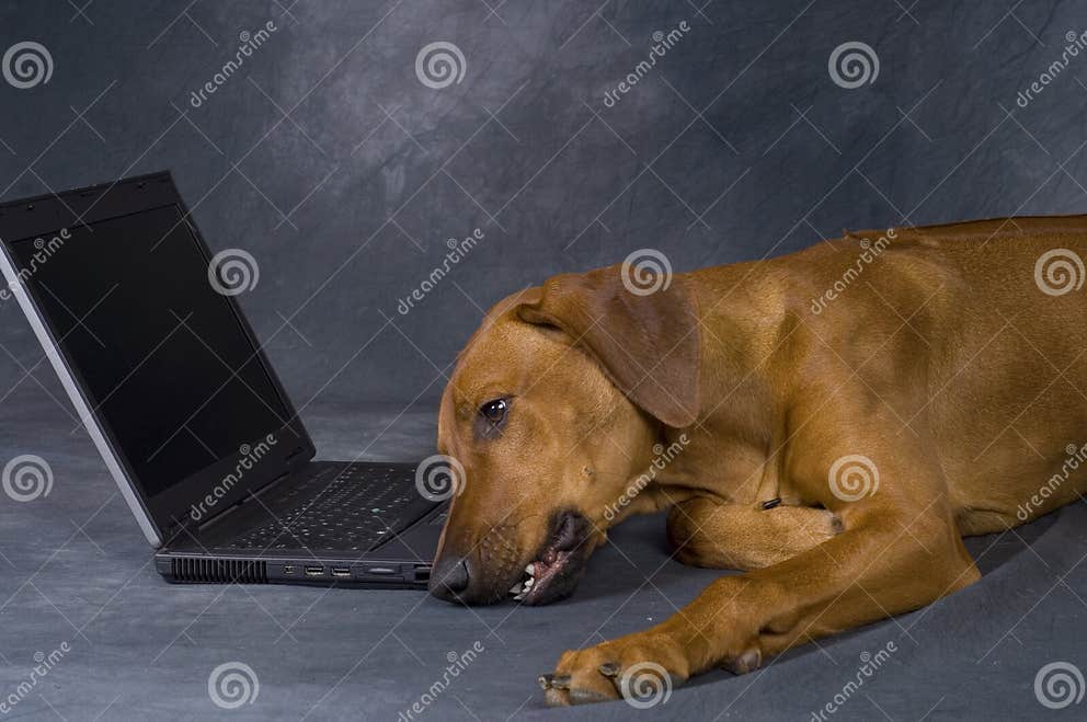 Young Dog Playing Bored with Computer Stock Image - Image of cube ...