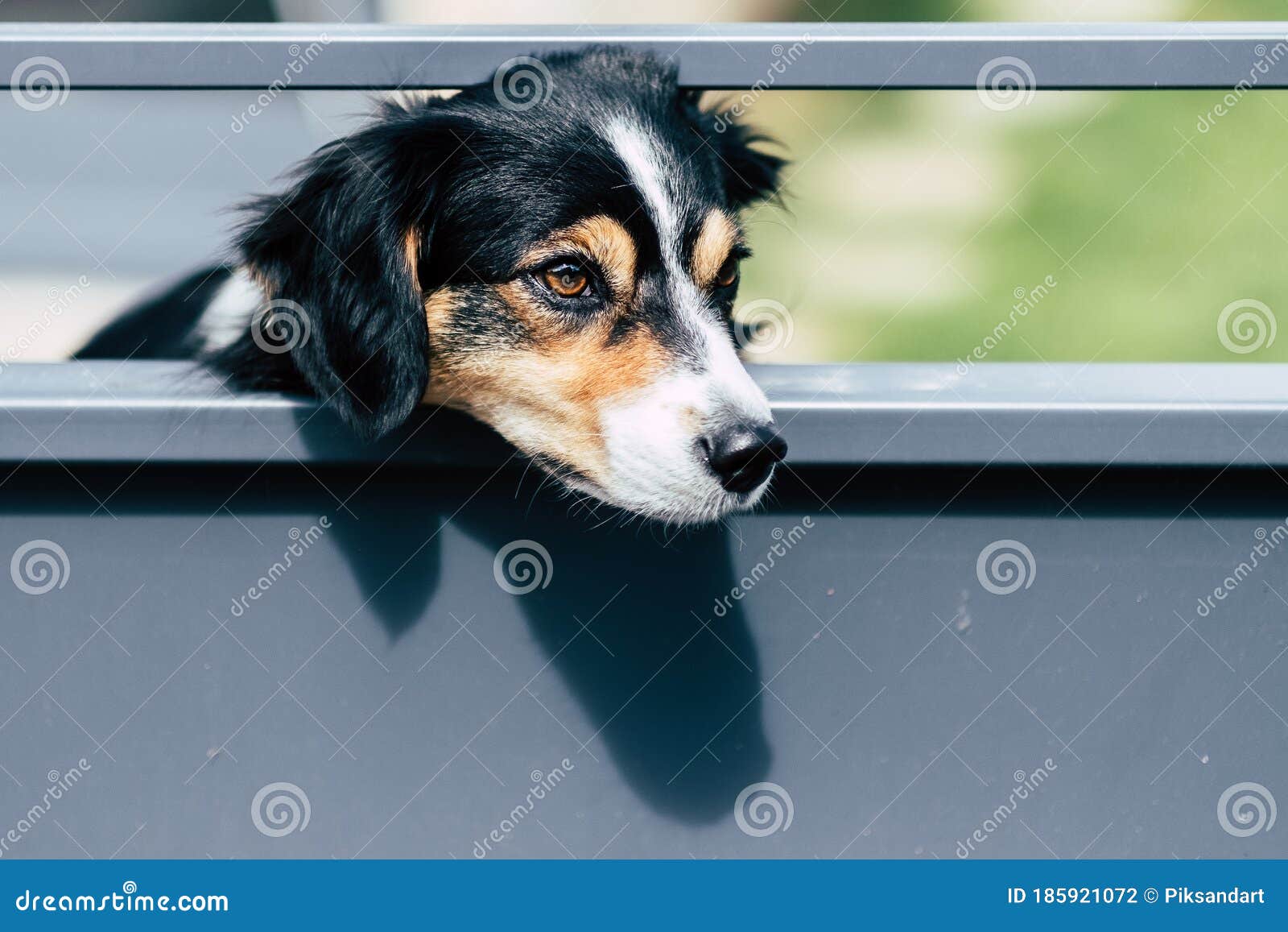 Young dog with sad eyes stock photo. Image of puppy - 185921072