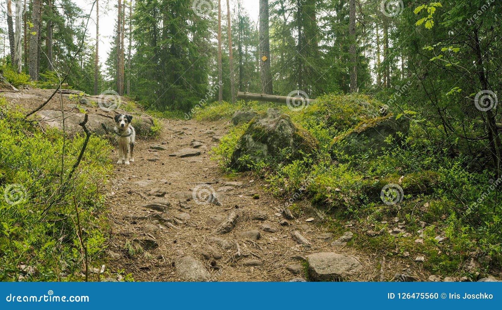 Dog Waiting in Finnish Forest on a Path Stock Photo - Image of animal ...