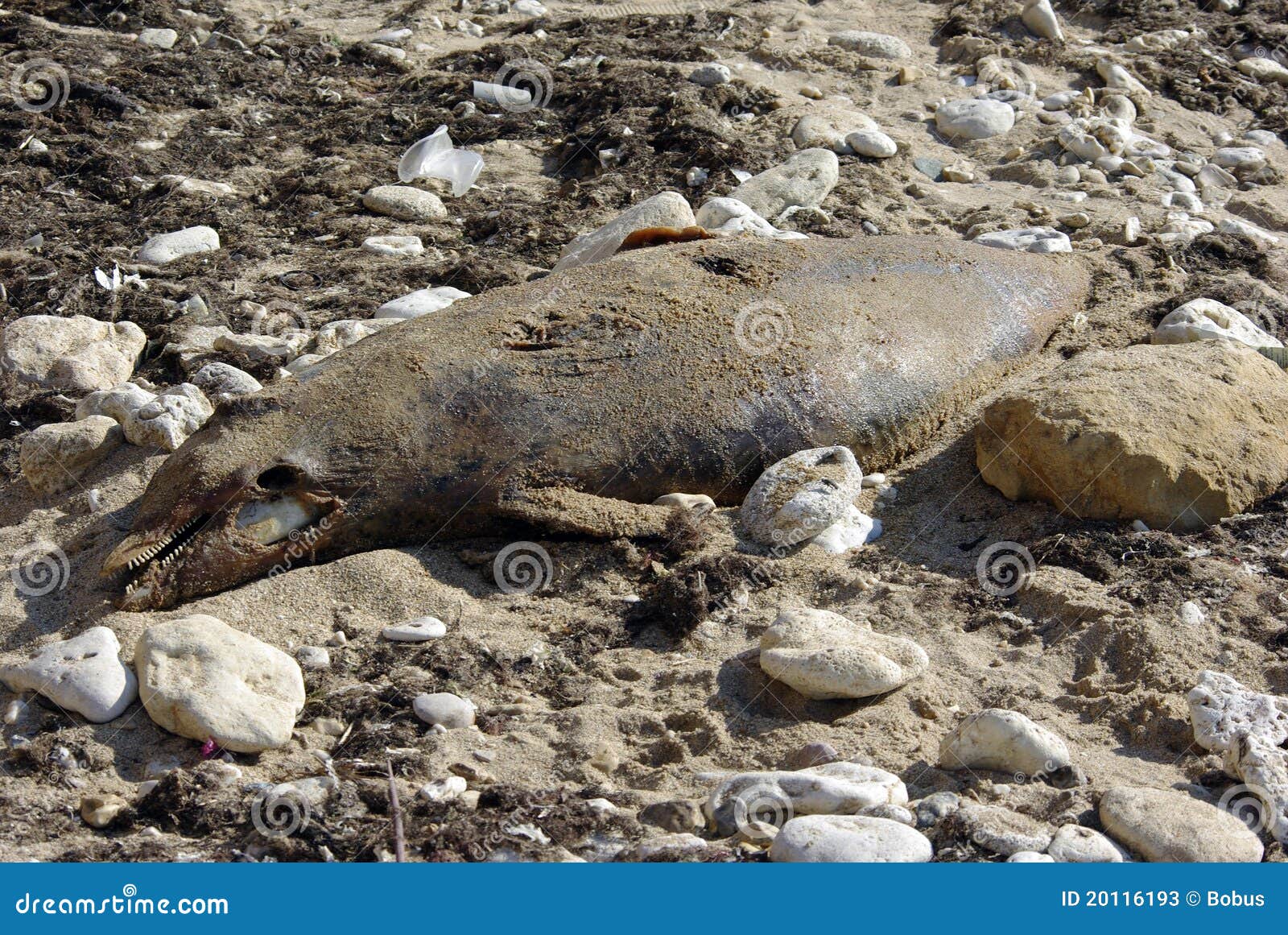 Young dolphin corpse 002 stock image. Image of shore - 20116193
