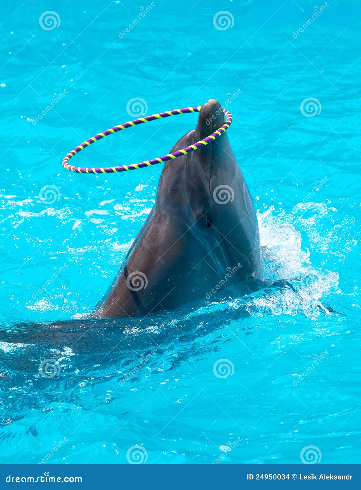 A Young Dolphin Playing in the Water with a Hoop Stock Photo - Image of ...