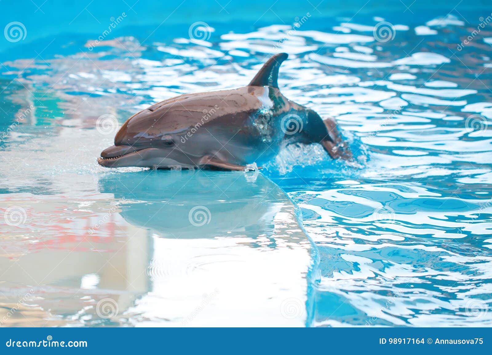 A Young Dolphin is Smiling and Playing in the Pool. Stock Photo - Image ...