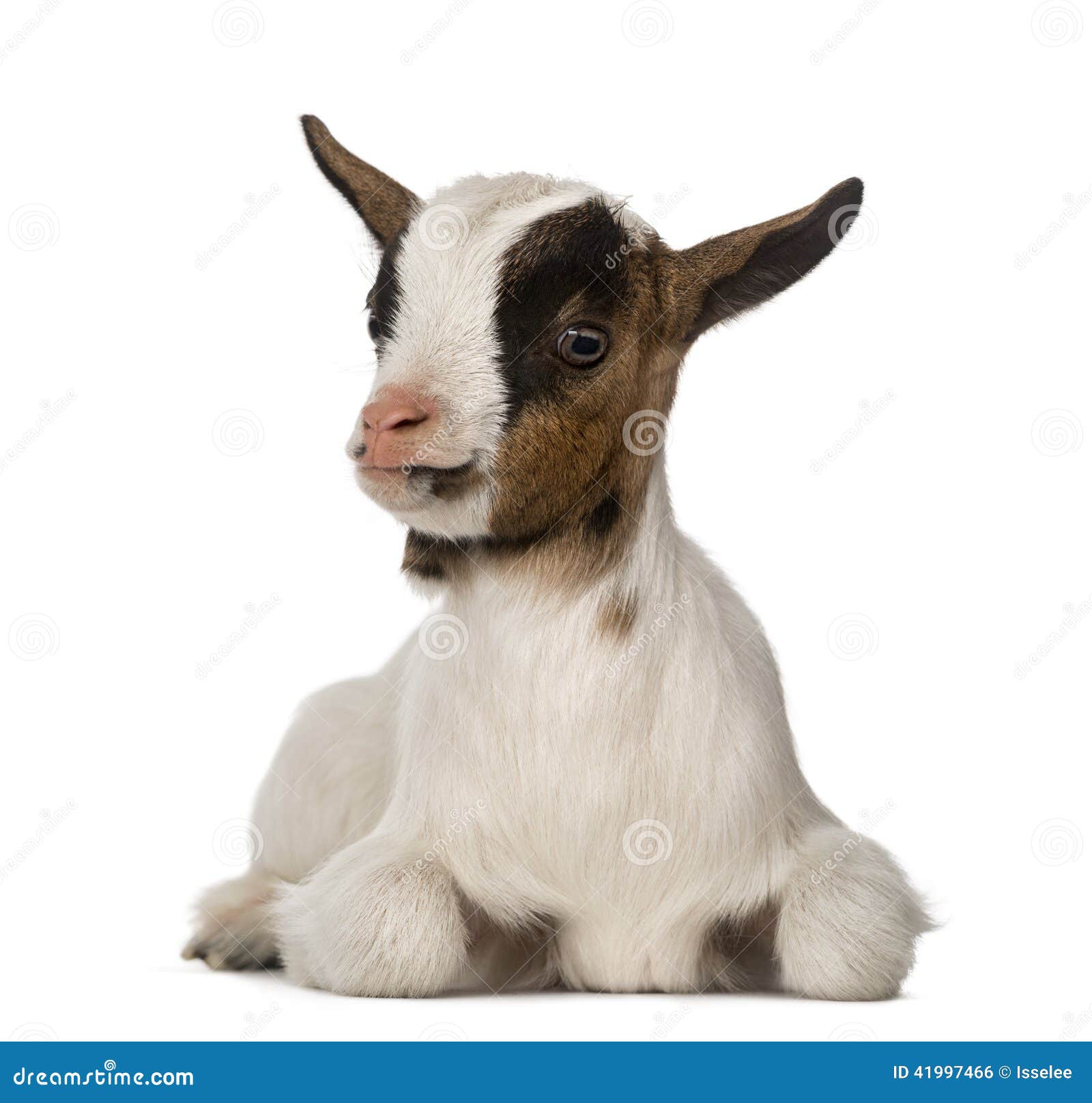 Domestic Goat Peeking Out From Behind A Tree. Rhodes Island. Greece ...