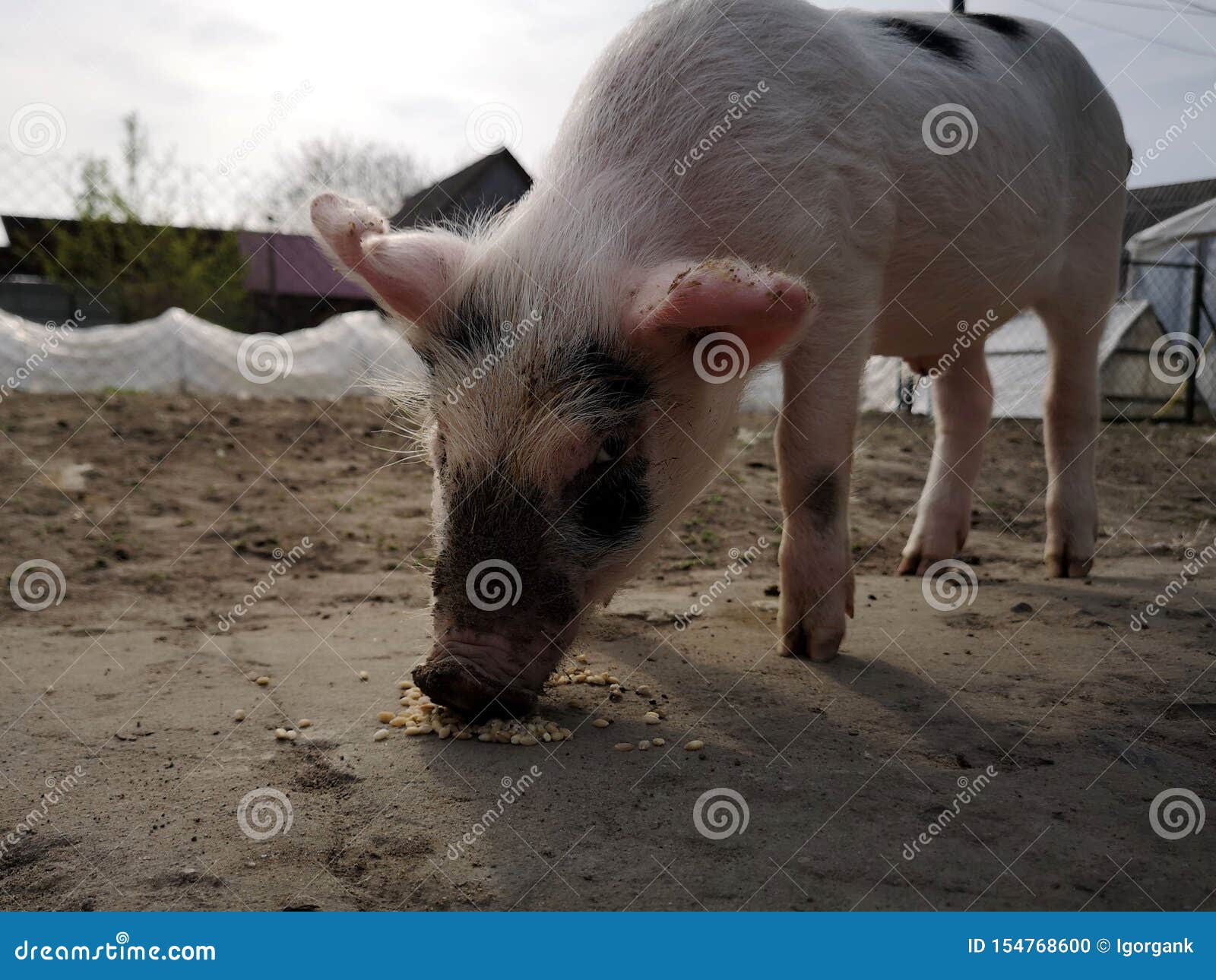 A Young Domestic Pig Eats Grass in a Meadow Stock Photo - Image of ...