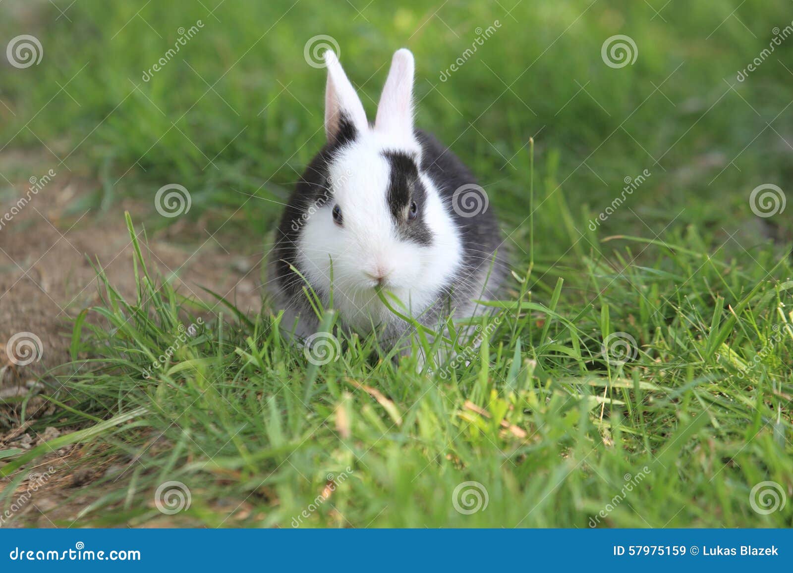 Young domestic rabbit stock image. Image of white, lawn - 57975159