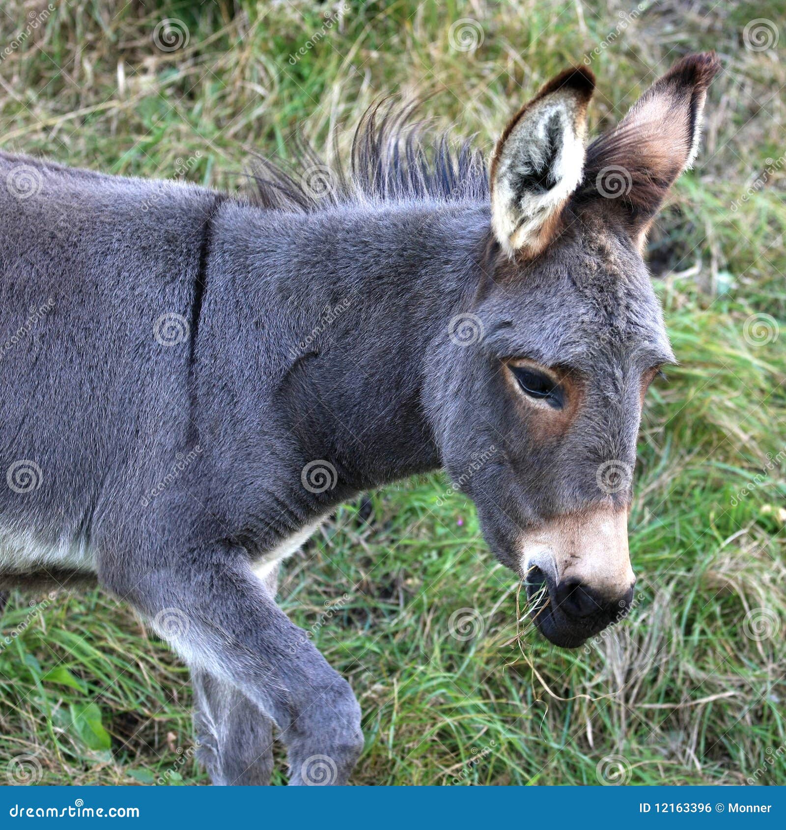 Young Donkey stock photo. Image of detail, rural, portrait - 12163396