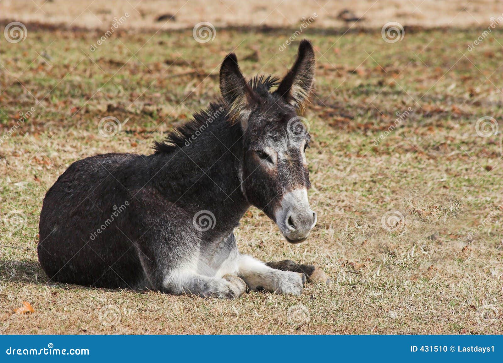 A young donkey stock photo. Image of field, resting, donkey - 431510