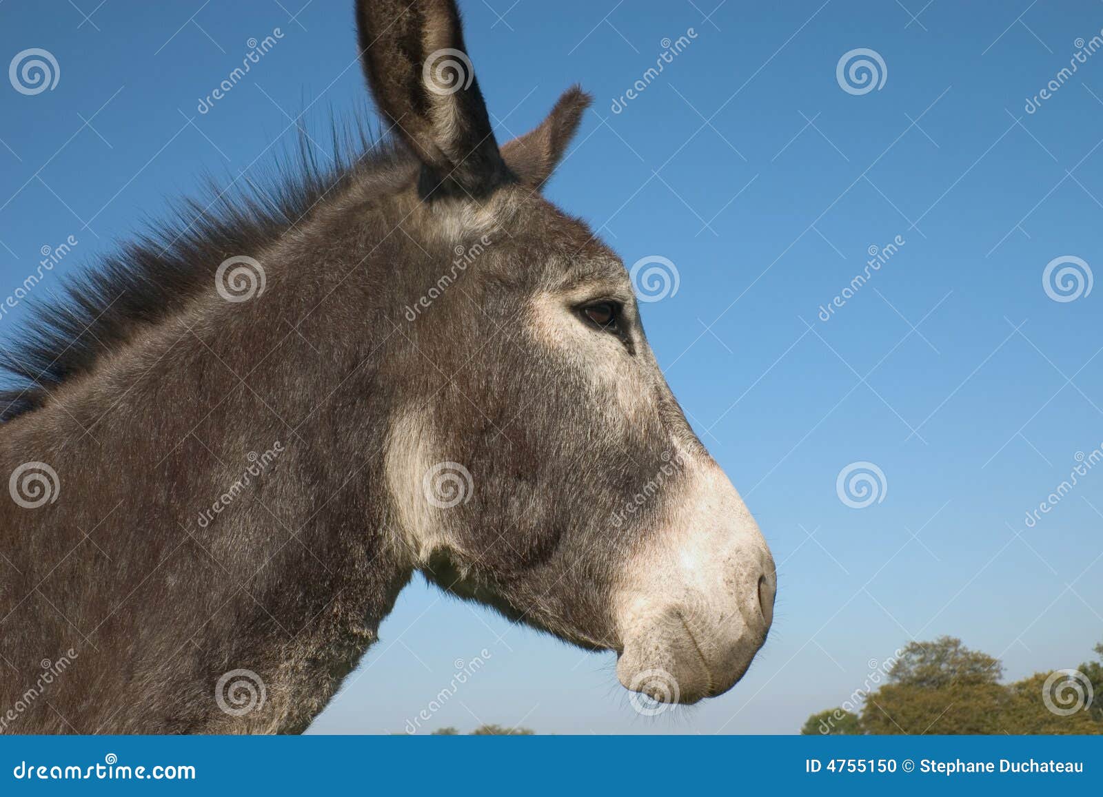 Young donkey stock photo. Image of profile, meadow, france - 4755150