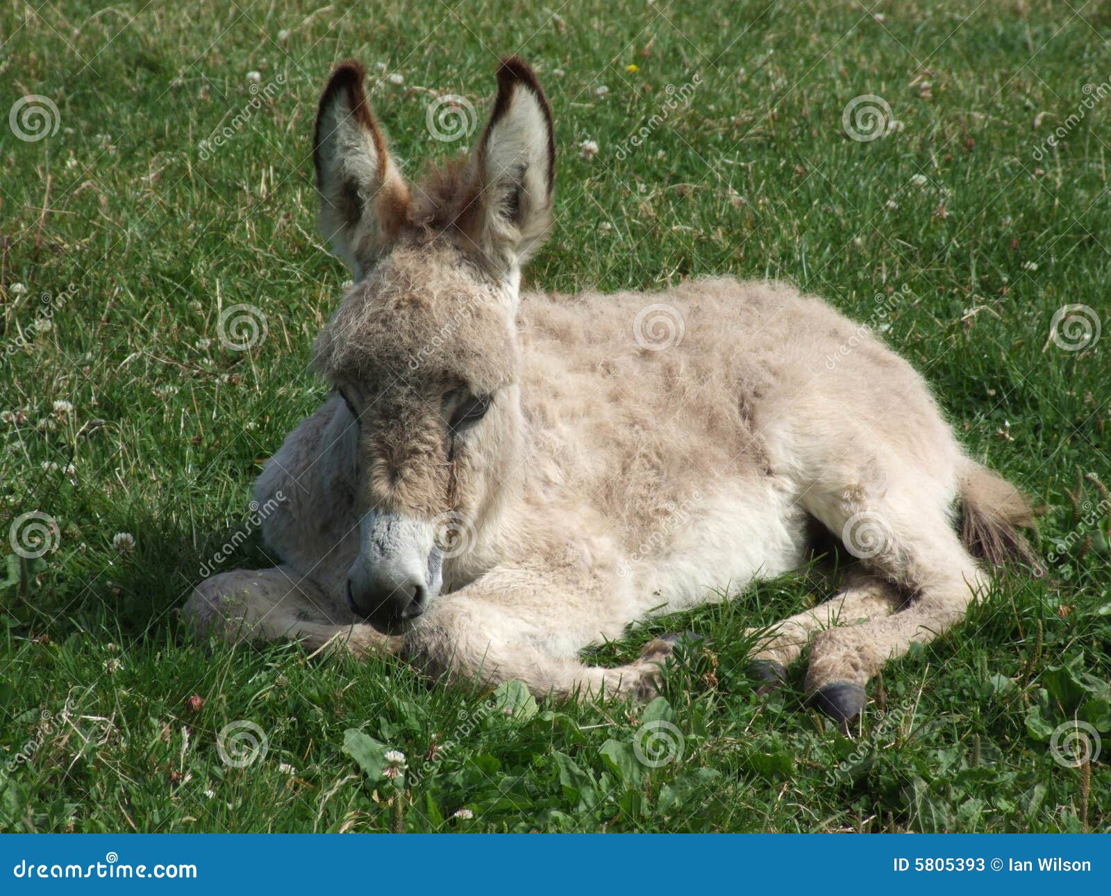 Young Donkey stock image. Image of meadow, grass, rest - 5805393