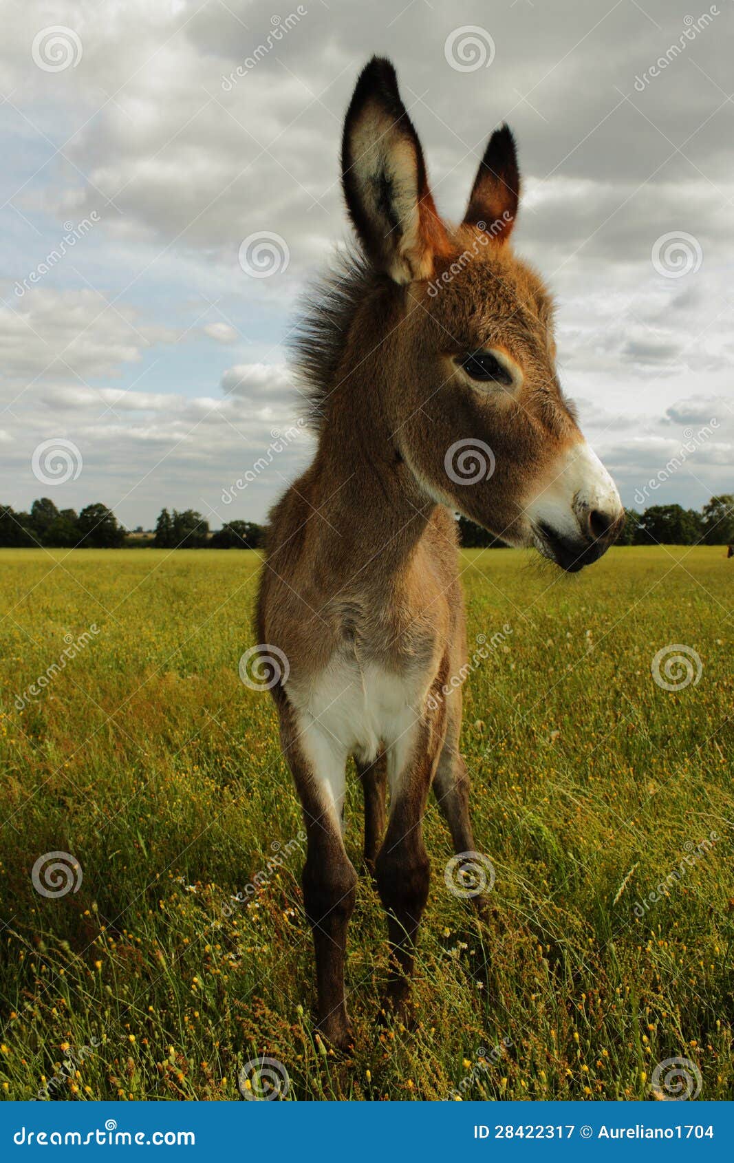 A Young Donkey on a Field stock image. Image of working - 28422317