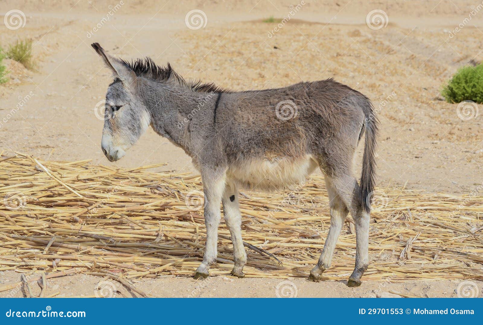 Donkey stock image. Image of grazing, side, mammal, standing - 29701553