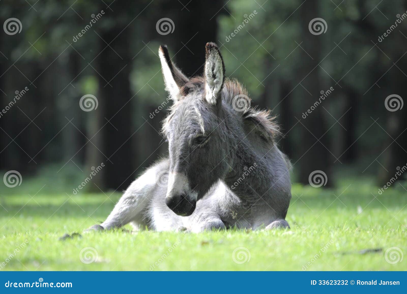 Young Donkey Lying on the Grass in a Wildlife Park Stock Photo - Image ...