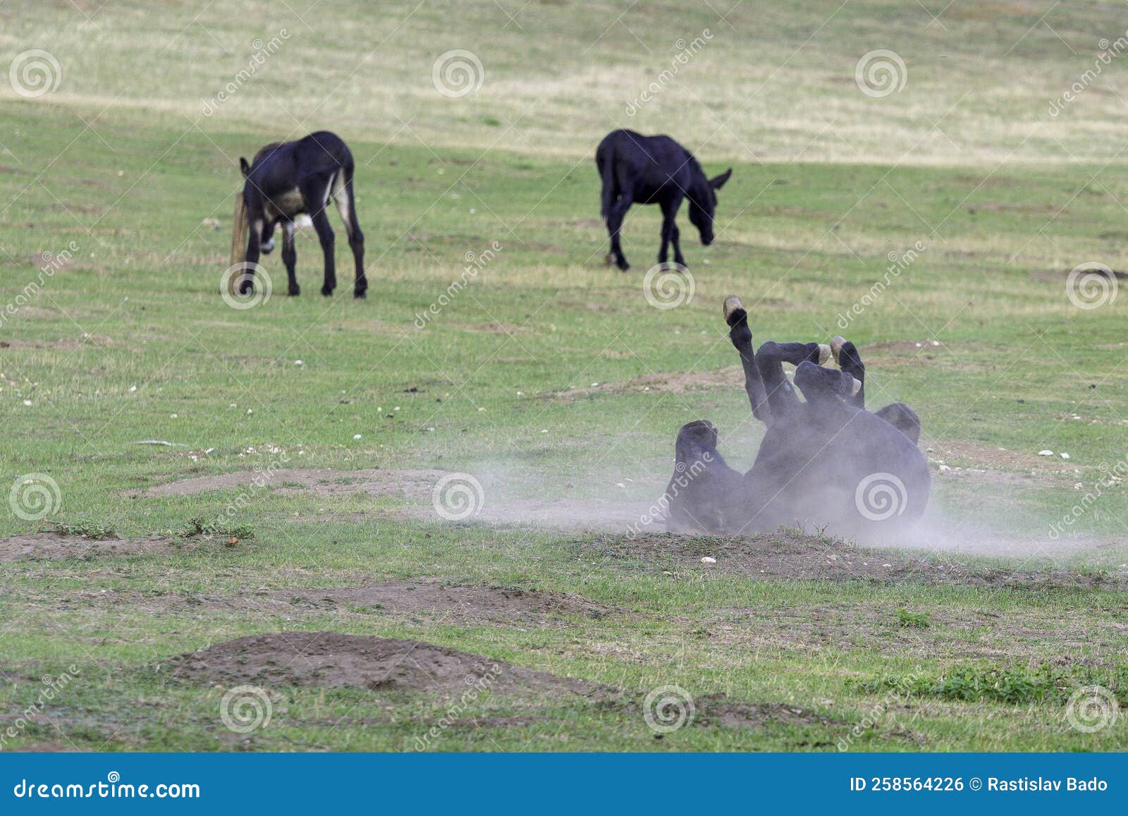 Young Donkey Rolling in Dust Stock Photo - Image of donkey, immature ...