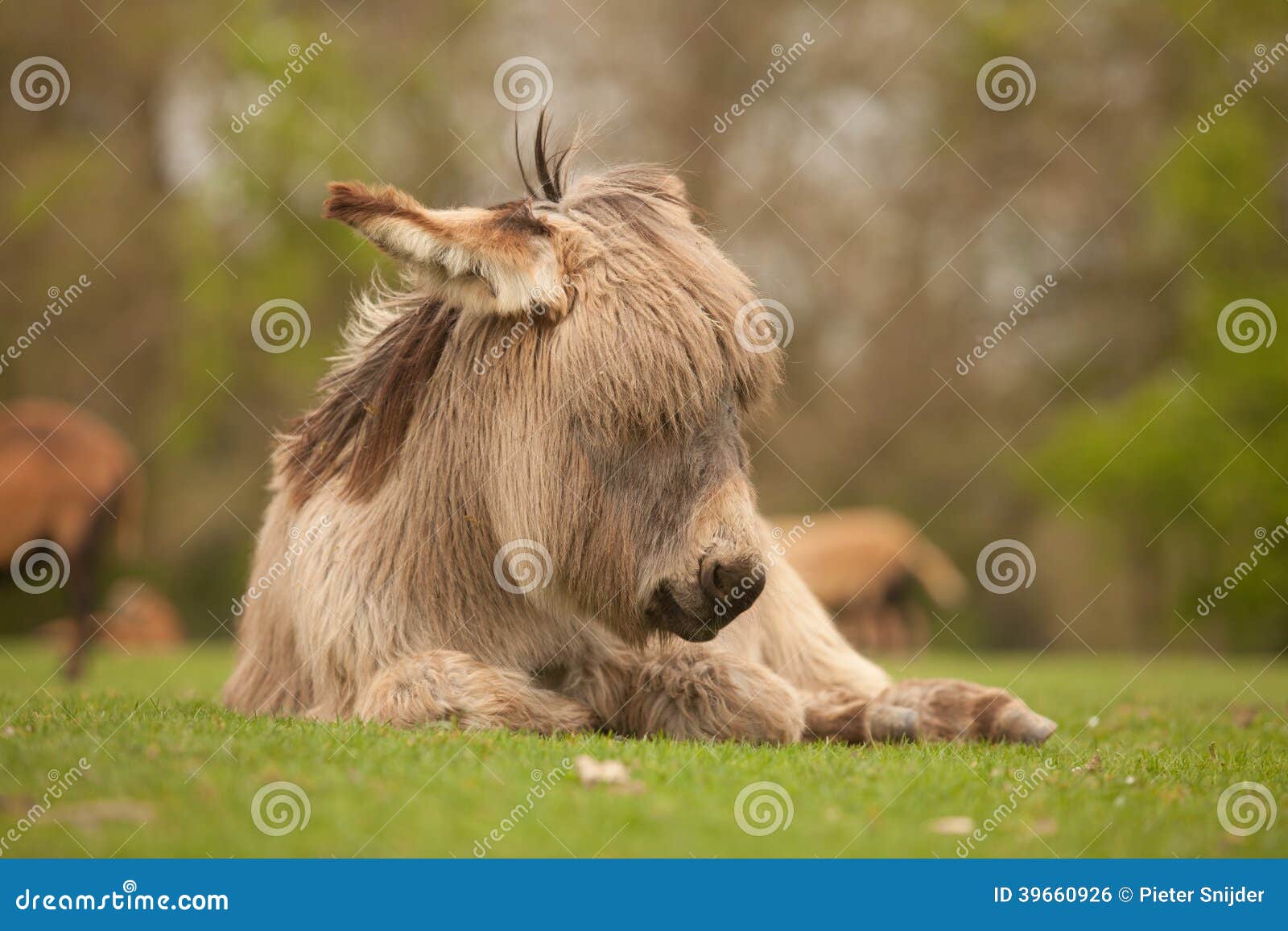 Young Donkey Sleeping stock photo. Image of donkey, young - 39660926