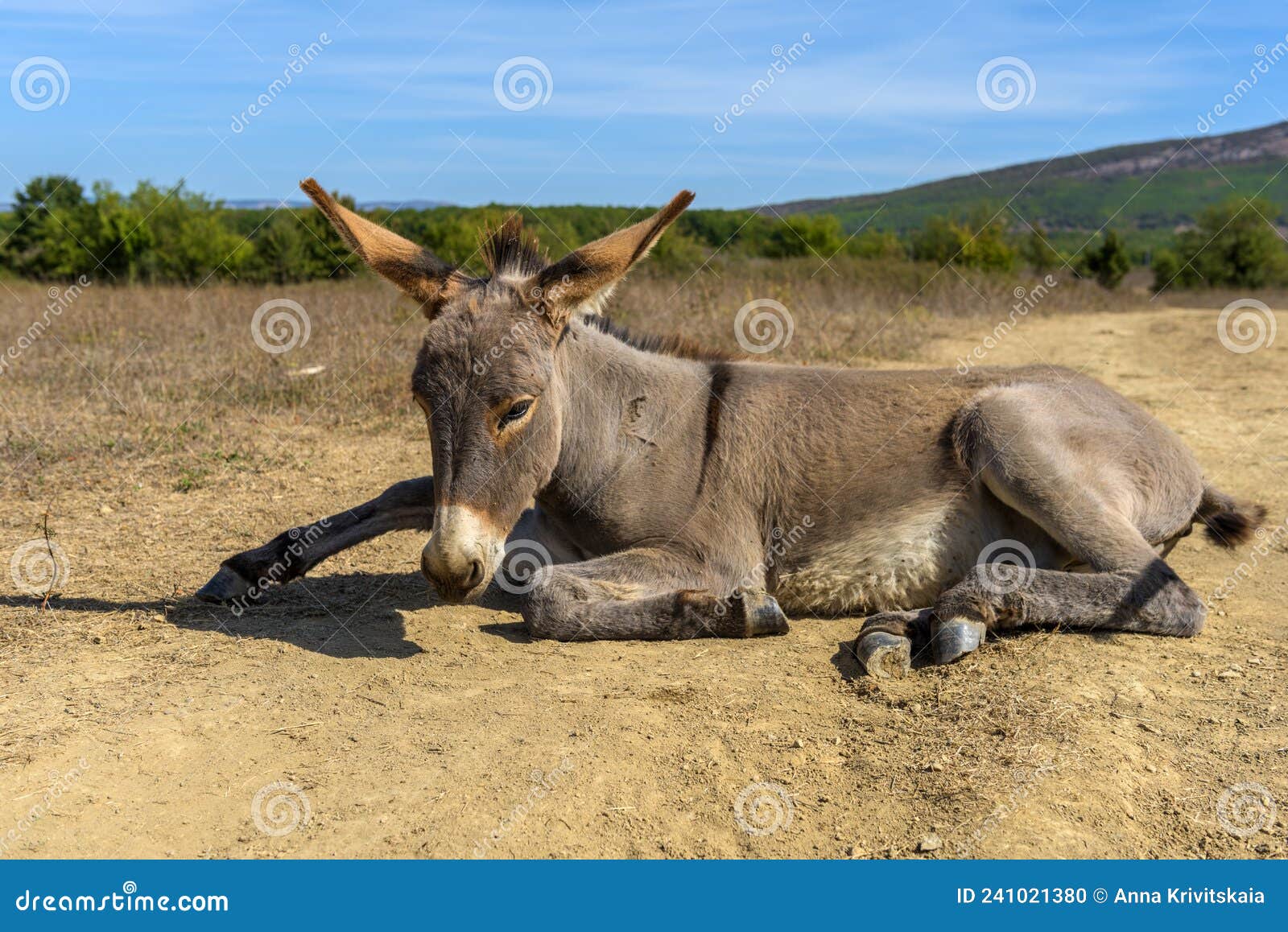 A Young Donkey in the Summer in a Field Stock Photo - Image of brown ...