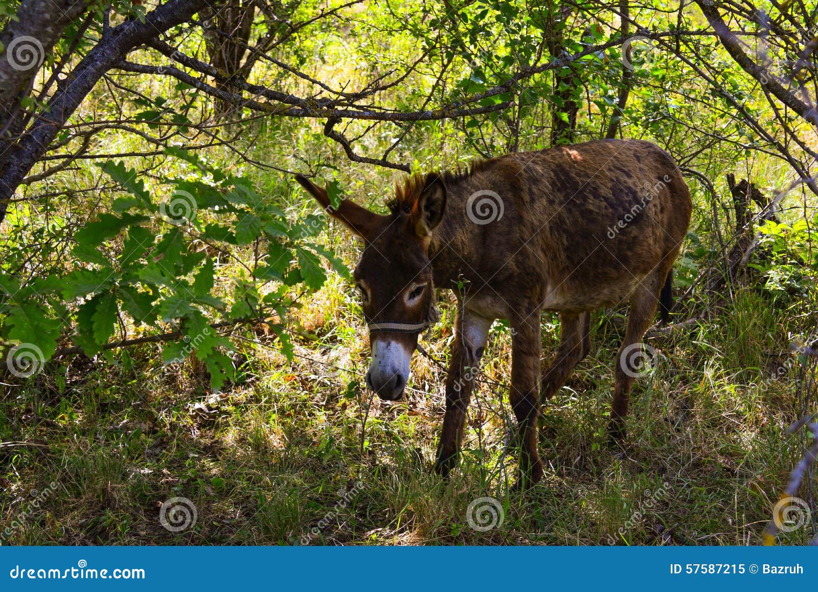 Young donkey under tree stock image. Image of chew, donkey - 57587215