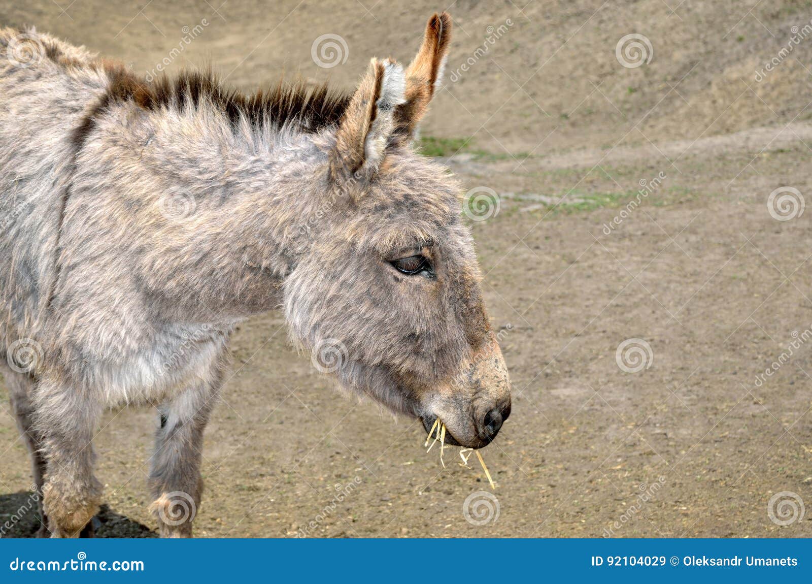 Young Donkeys Feed Straw and Grass in the Zoo Stock Image - Image of ...