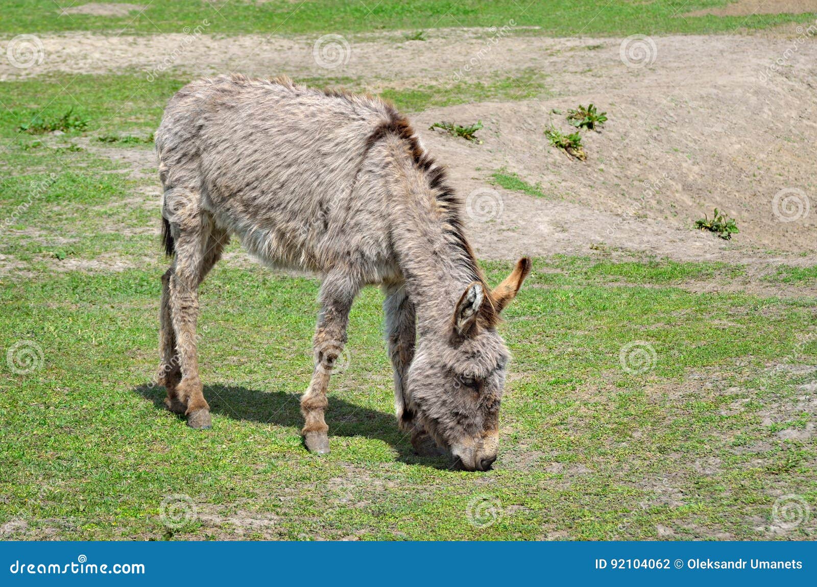 Young Donkeys Feed Straw and Grass in the Zoo Stock Photo - Image of ...