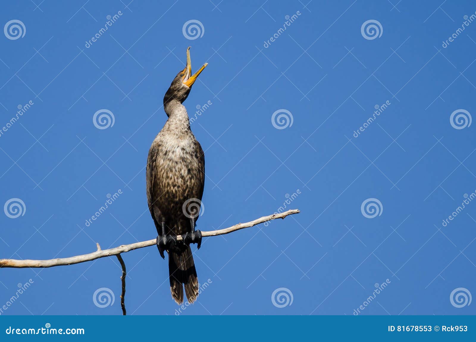 Young Double-Crested Cormorant Perched in Tall Tree Stock Image - Image ...