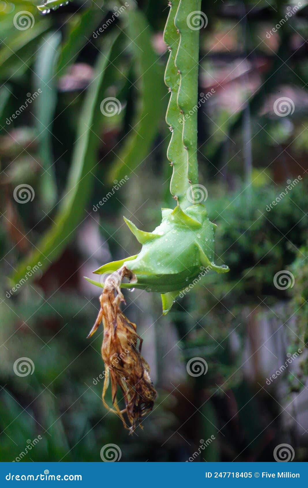 Young Dragon Fruit or Pitaya Growing in a Tree Stock Image - Image of ...
