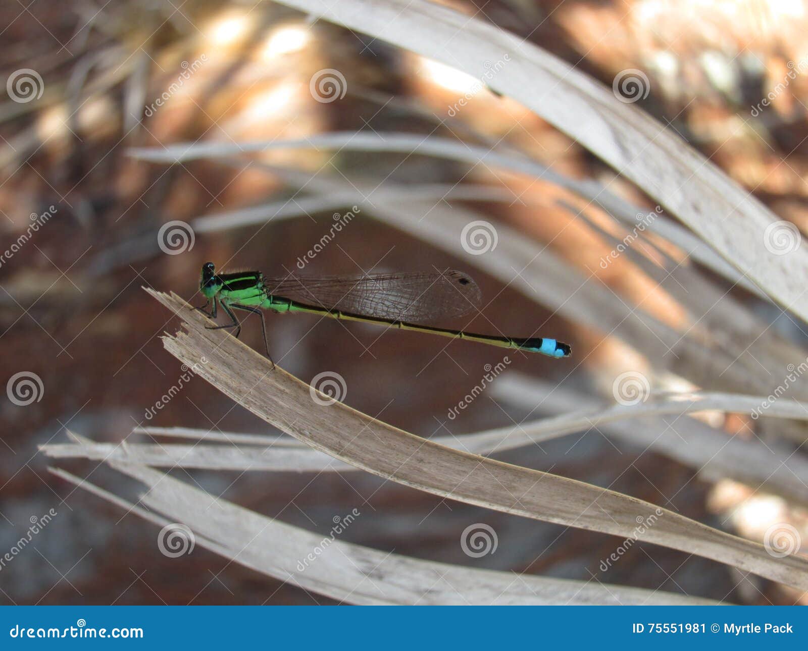 Young dragonfly stock image. Image of nature, natural - 75551981