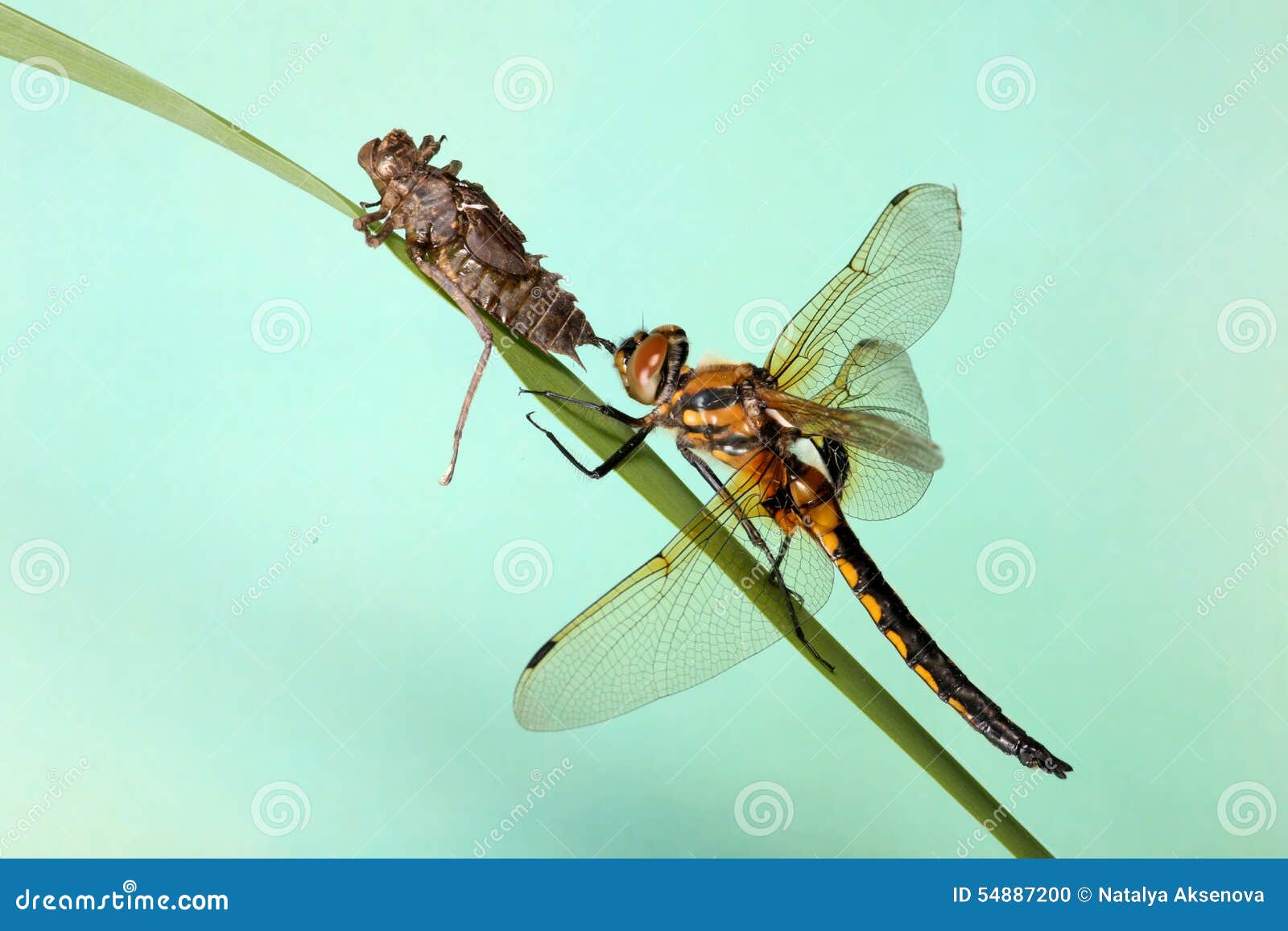 Young Dragonfly Larvae Crawl from. Blue Stock Photo - Image of newborn ...