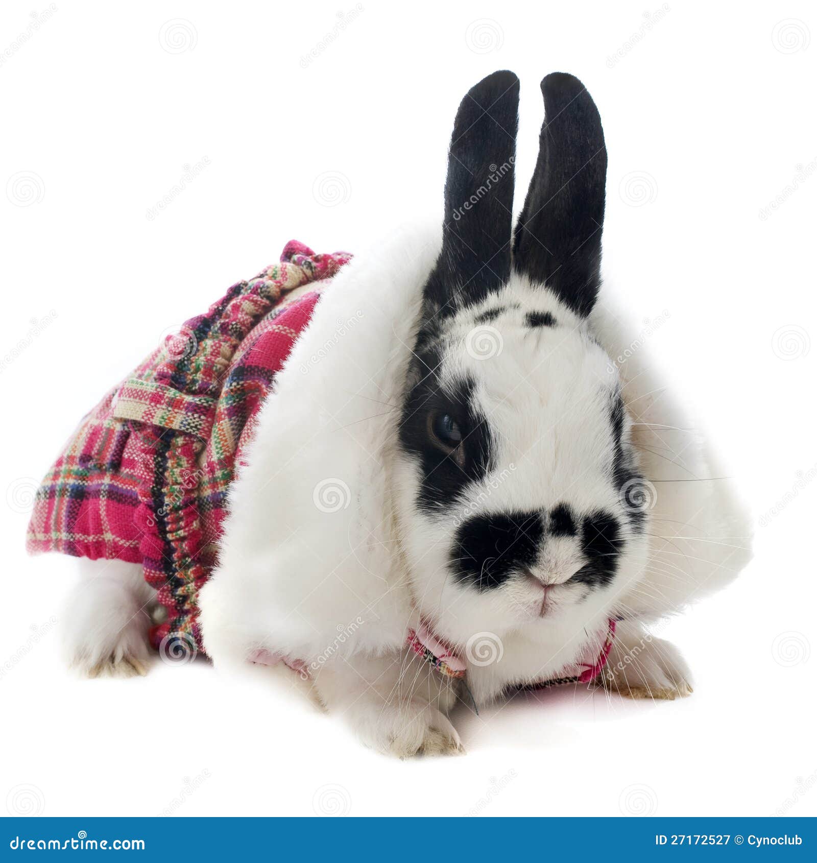 Young dressed rabbit stock image. Image of sitting, studio - 27172527