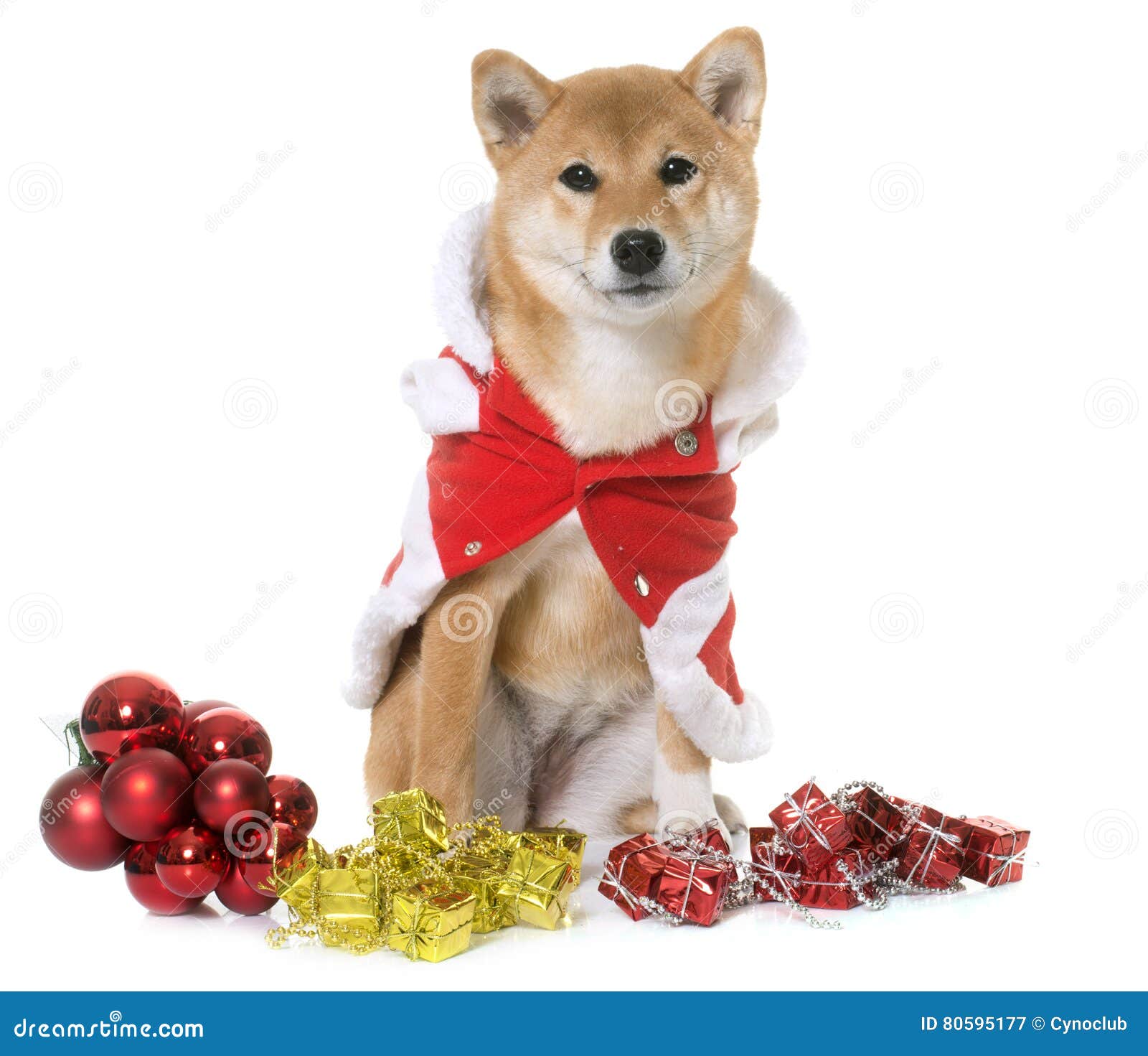 Young dressed shiba inu stock image. Image of coat, young - 80595177