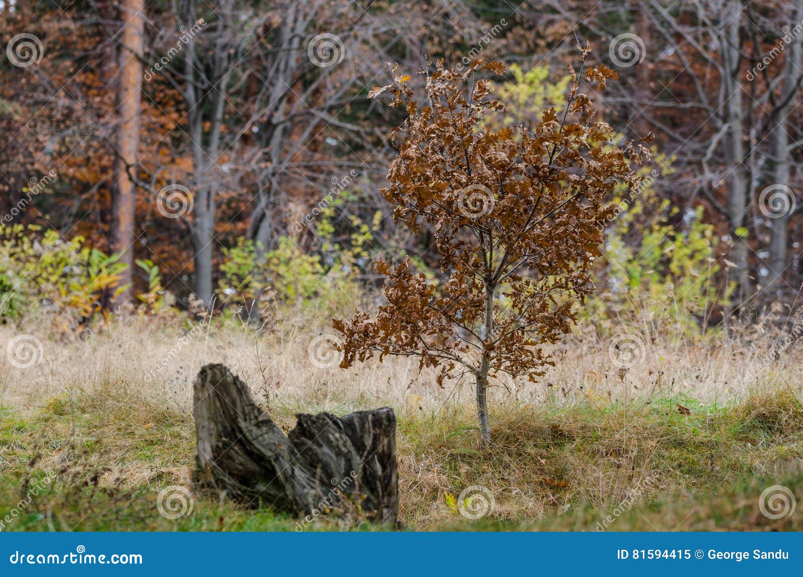 Young, Dried-up Trees At The Foot Of The Mountain, Made Of Clay And ...