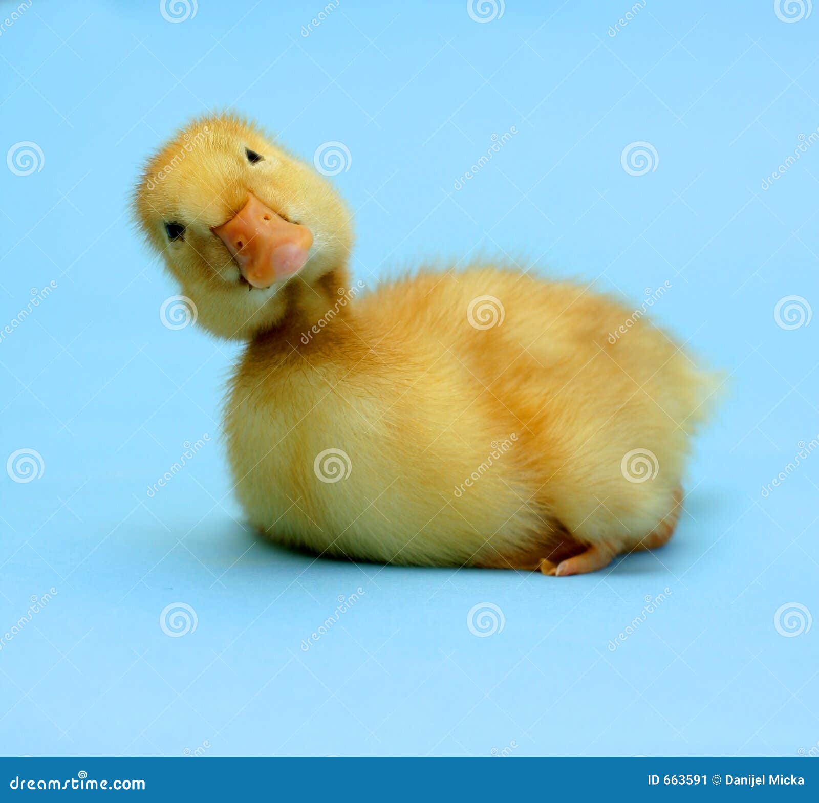Young duck stock image. Image of duck, yellow, ducky, sweet - 663591