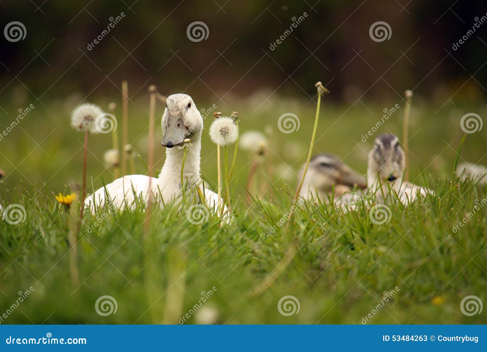 Young duck in the grass stock image. Image of natural - 53484263
