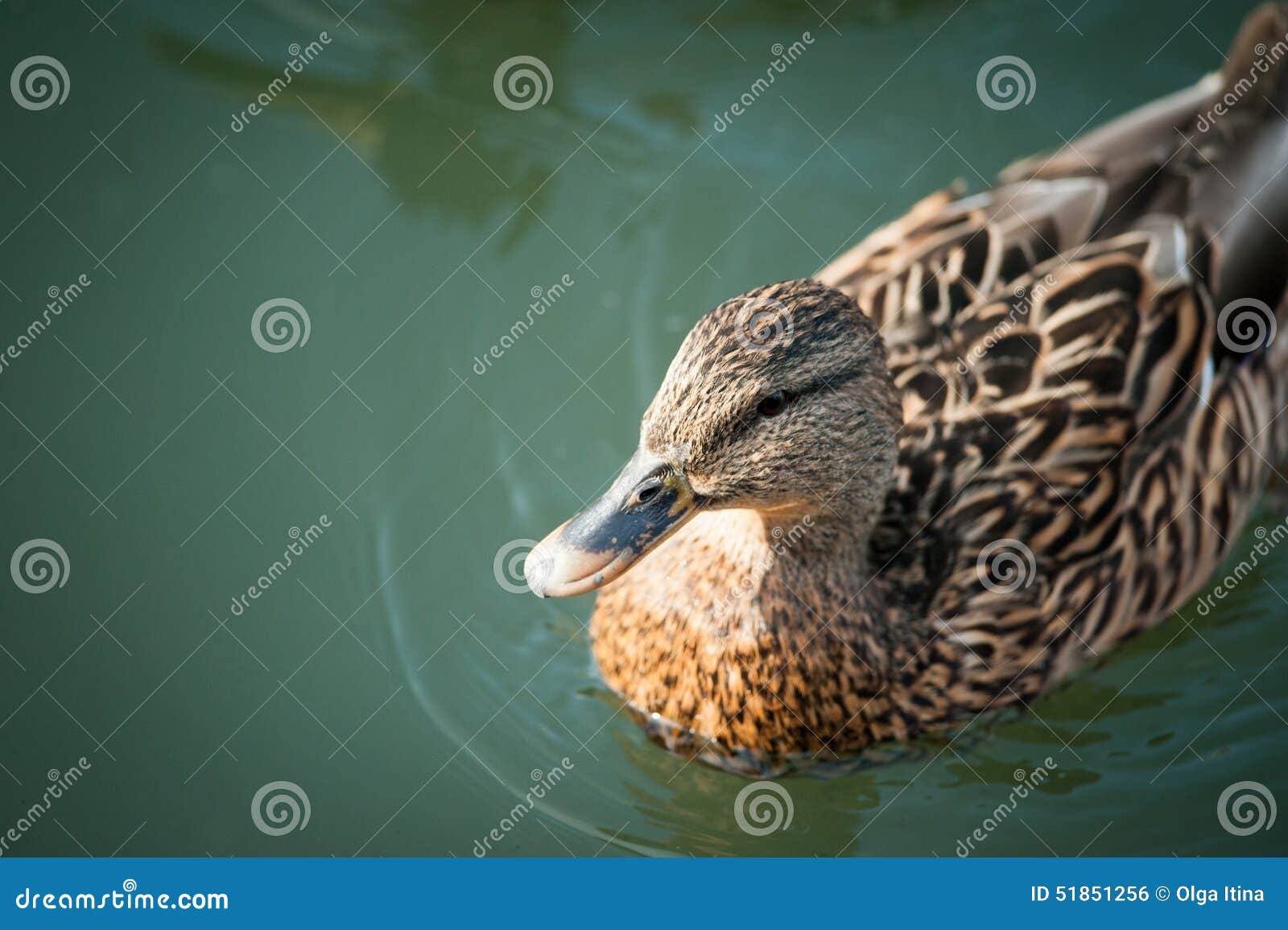 Young Duck in a Lake. Top View Stock Photo - Image of pure, graceful ...