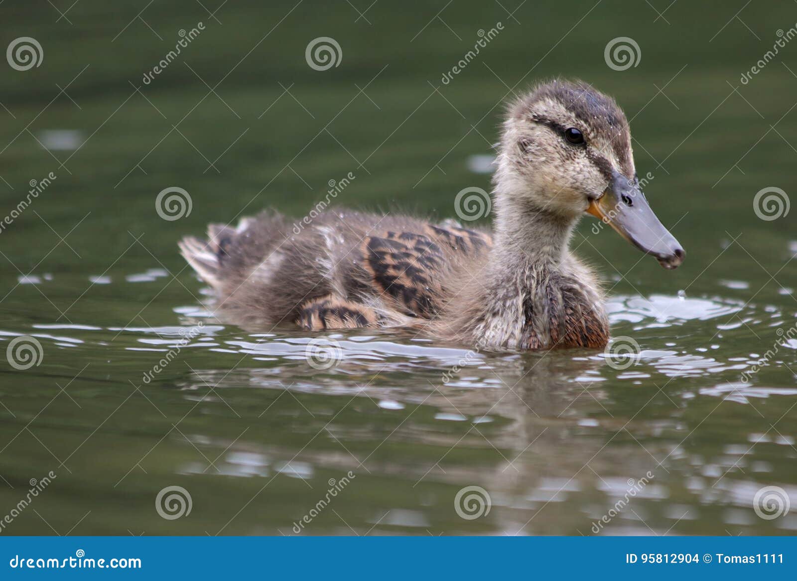 Young Duck in Nature, Outdoor Stock Photo - Image of animal, spring ...