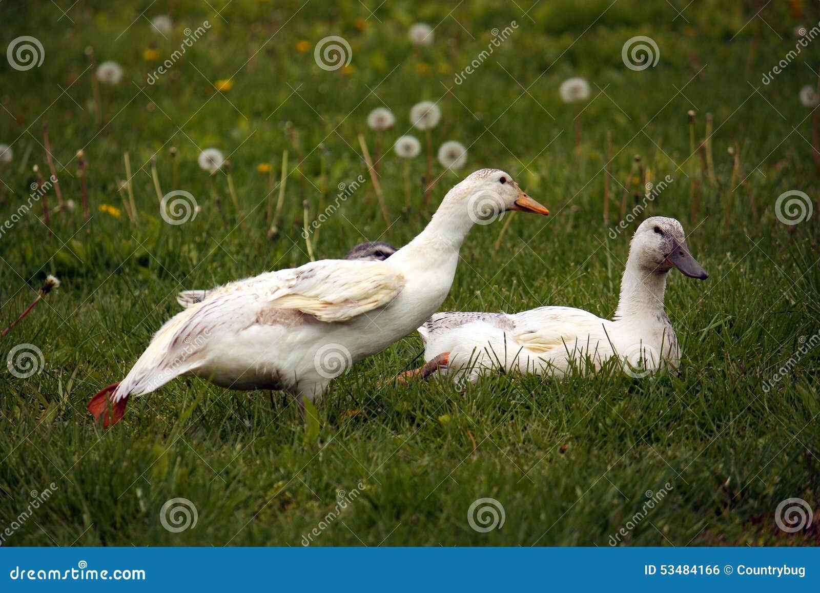 Young Duck Stretching in Grass Stock Photo - Image of outside ...