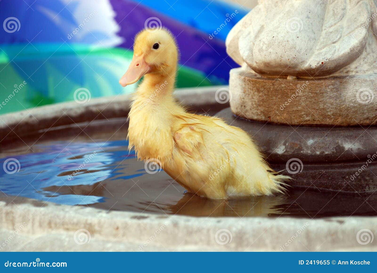 Young Duck in Water Fountain Stock Image - Image of bird, fountain: 2419655