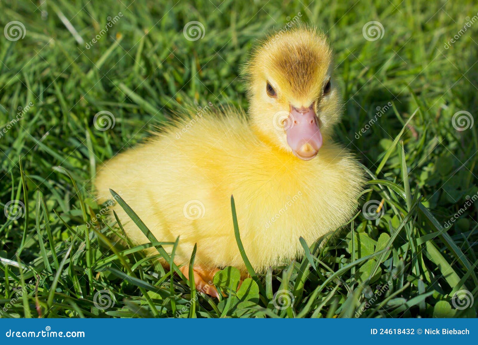 Young Duckling Sitting in Grass Stock Photo - Image of small, duckling ...