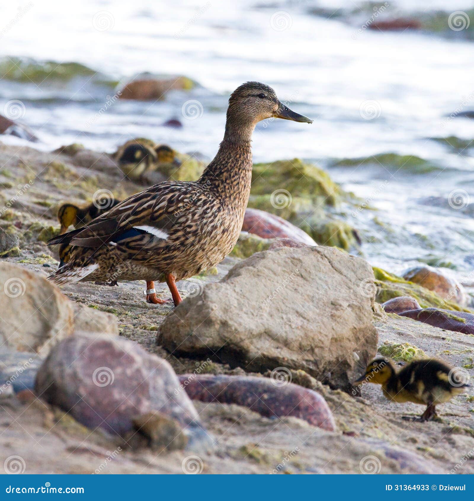 Young ducks stock image. Image of freedom, natural, camera - 31364933