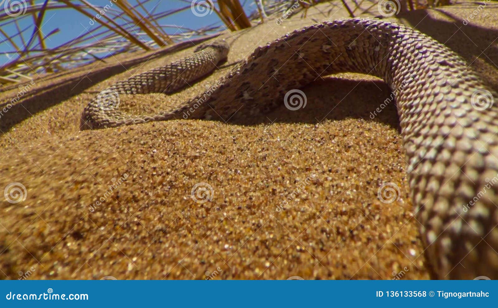 Young Dune Adder or Sidewinder Snake with Trail in the Namib Desert ...