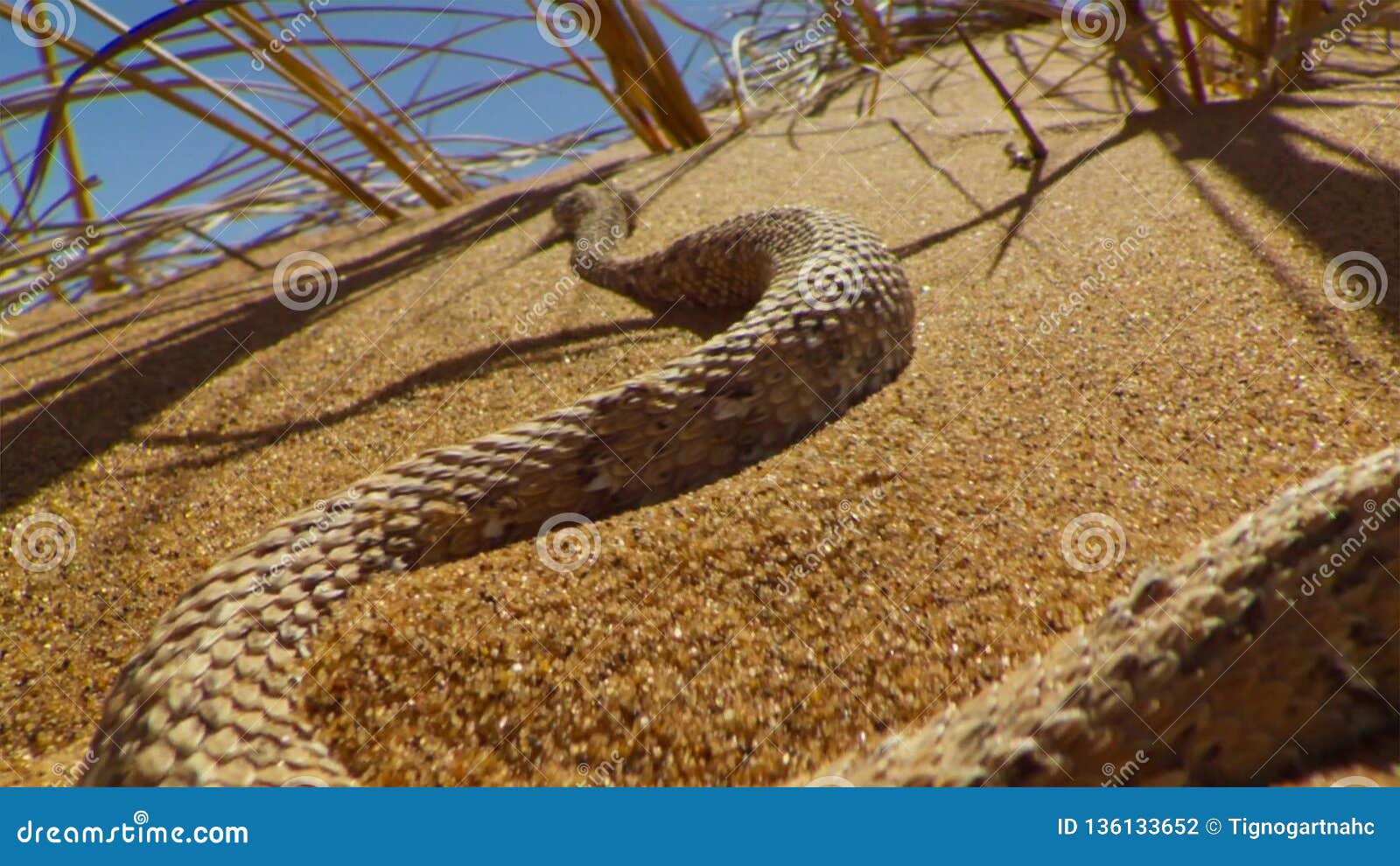 Young Dune Adder or Sidewinder Snake with Trail in the Namib Desert ...