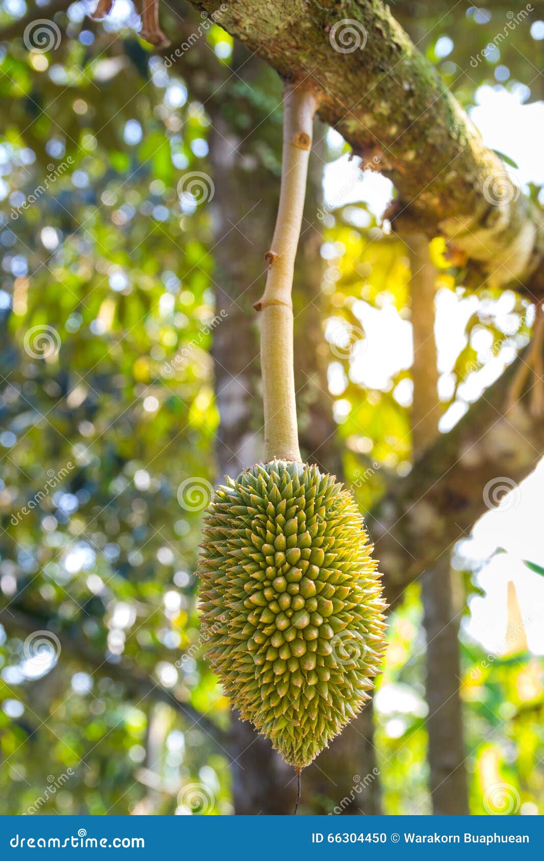 Young Durian on the Durain Trees Stock Photo - Image of nutrition, ripe ...