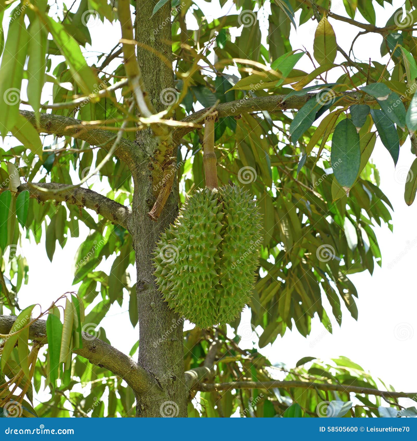 Young Durian on Durian Tree Stock Photo - Image of vegetarian ...