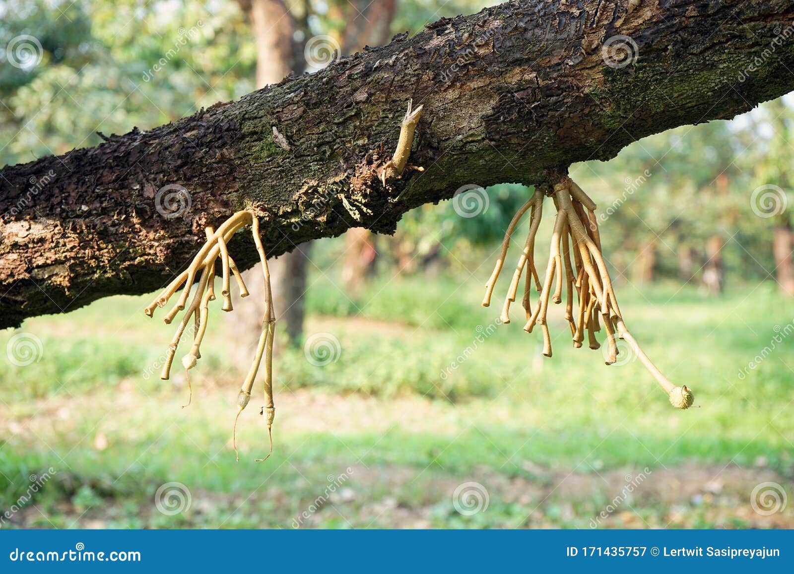 Young Durian Fruit Development in Production Orchard Stock Image ...